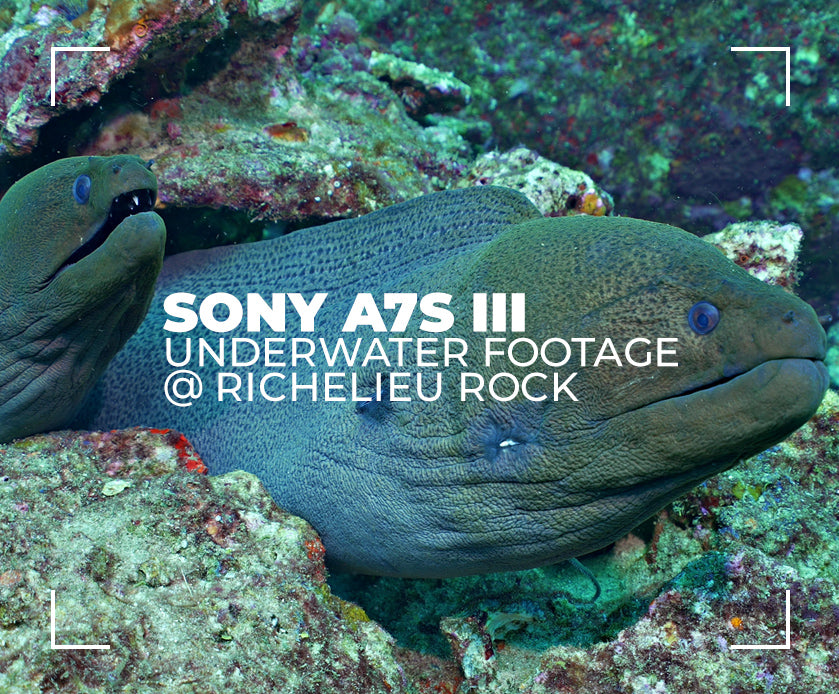 Sony A7S III / FE 16-35mm F4 lens in Sea Frogs camera housing - underw ...